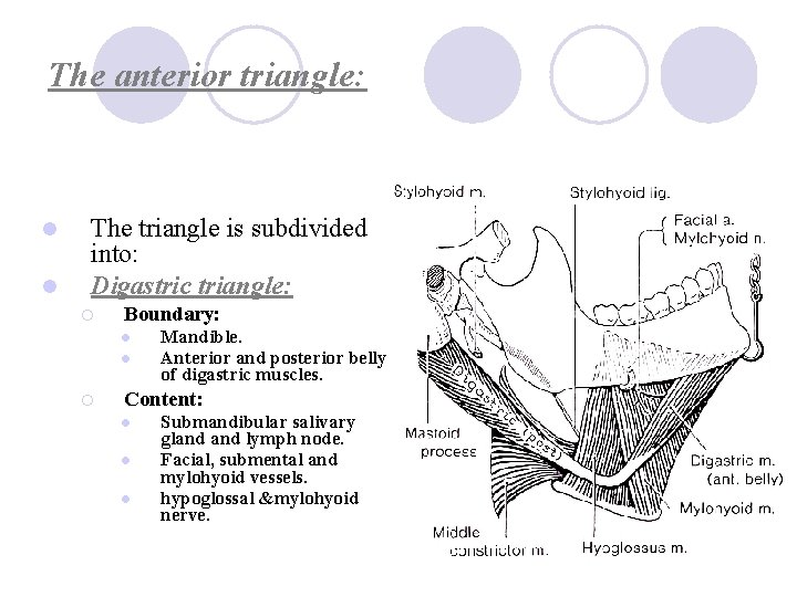 Triangles of the neck l The neck is
