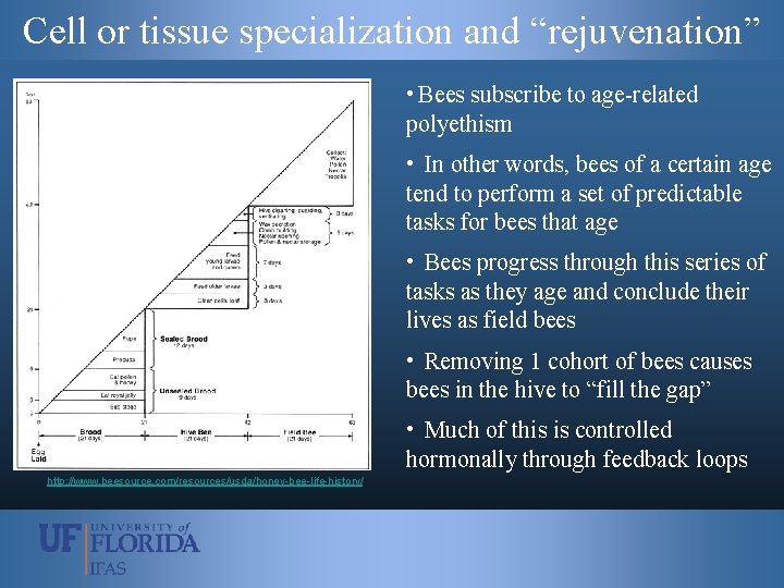 Honey Bees as a Superorganism University of Florida