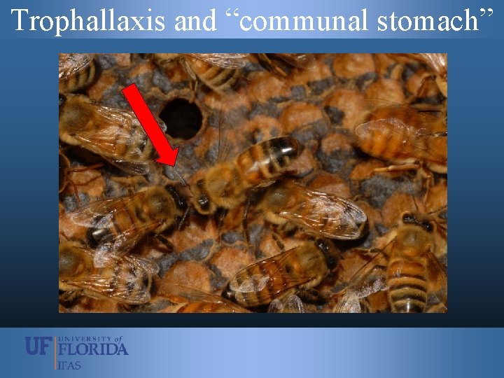 Honey Bees as a Superorganism University of Florida