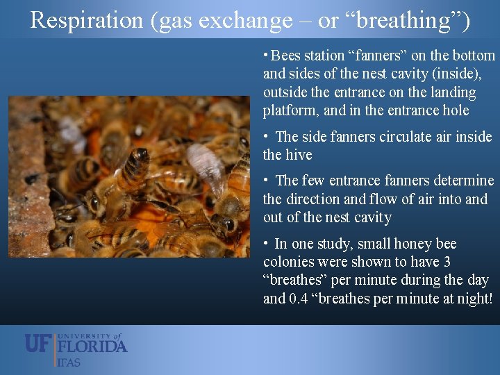 Honey Bees as a Superorganism University of Florida
