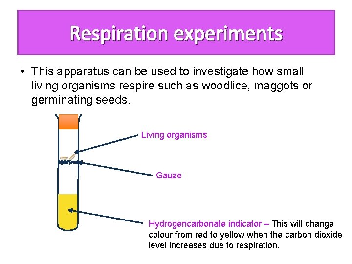 MAKING SENSE OF RESPIRATION IGCSE Biology 1 1