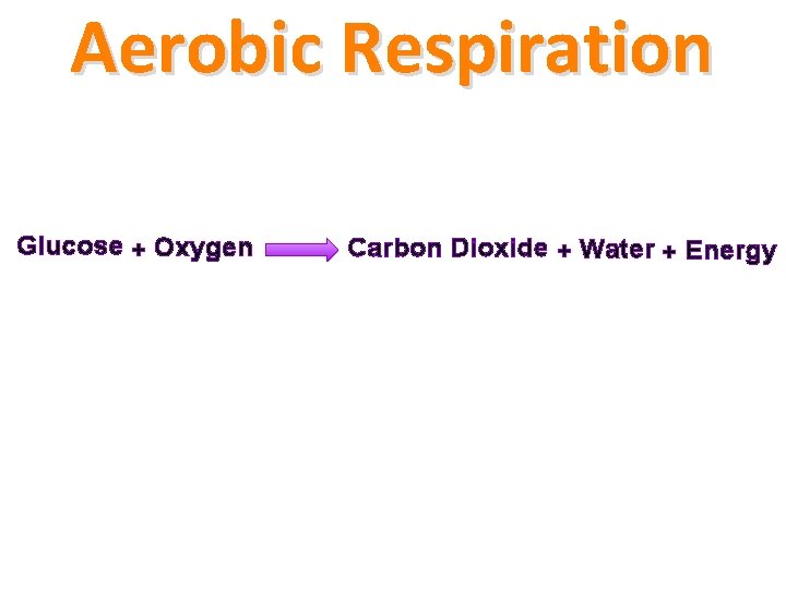 MAKING SENSE OF RESPIRATION IGCSE Biology 1 1
