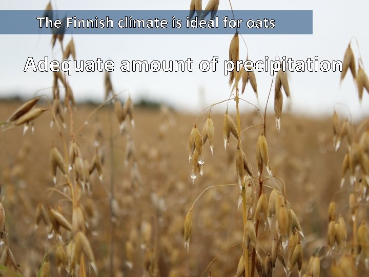 FINNISH OATS The Finnish climate is ideal for