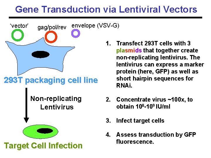 Gene Transduction via Lentiviral Vectors vector gagpolrev envelope