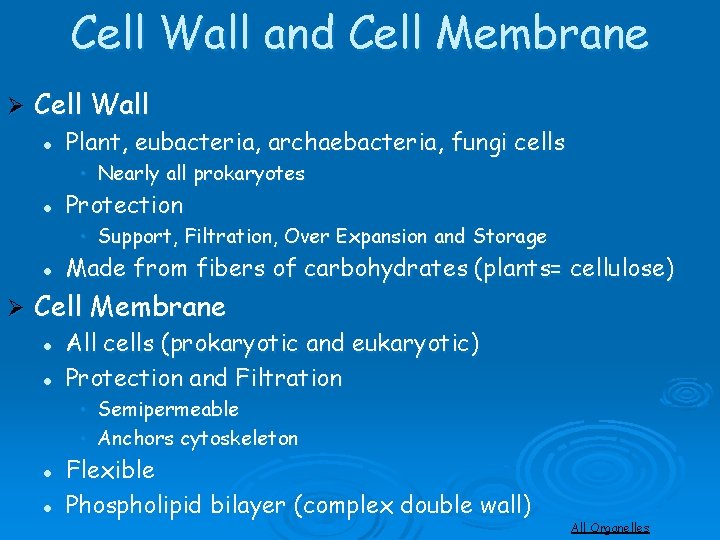 Cell Organelles Cell Wall Vacuole SER Nuclear Envelope