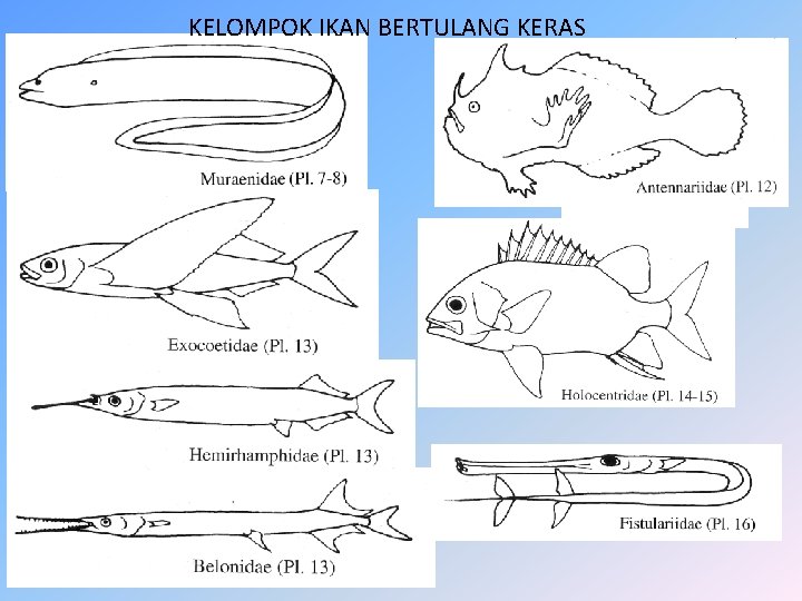 NEKTON BAHARI Nekton Kelompok organisme yang memiliki kemampuan