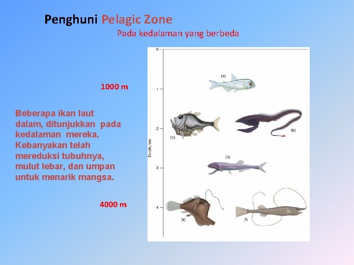 NEKTON BAHARI Nekton Kelompok organisme yang memiliki kemampuan
