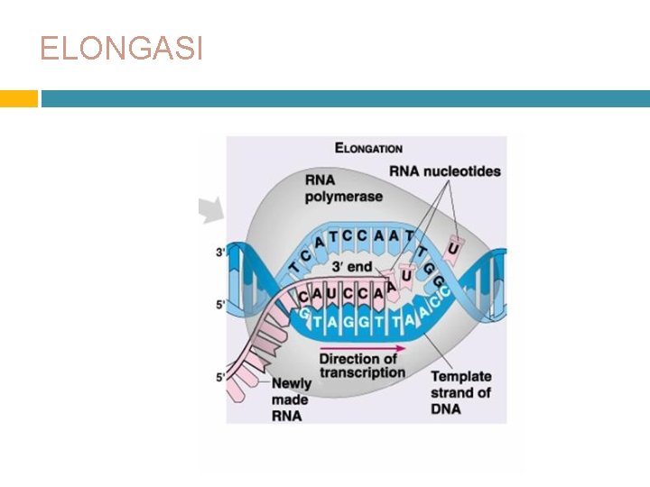 TRANSKRIPSI Biosintesis RNA DOGMA SENTRAL PRINSIP TRANSKRIPSI 1