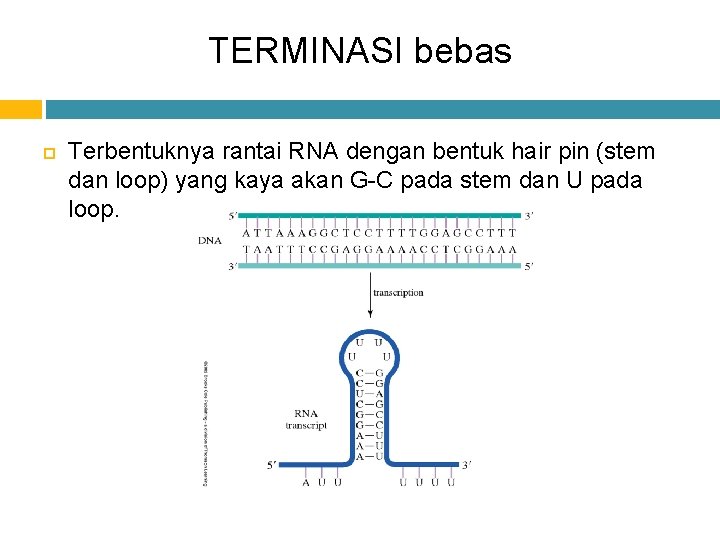 TRANSKRIPSI Biosintesis RNA DOGMA SENTRAL PRINSIP TRANSKRIPSI 1