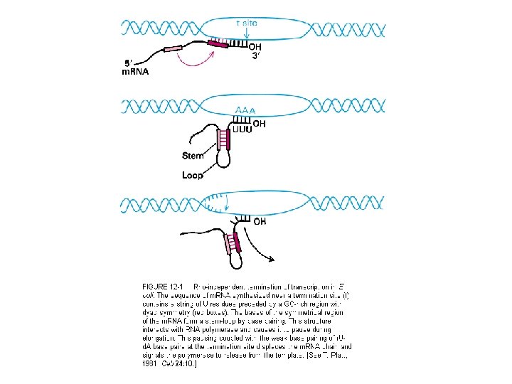 TRANSKRIPSI Biosintesis RNA DOGMA SENTRAL PRINSIP TRANSKRIPSI 1