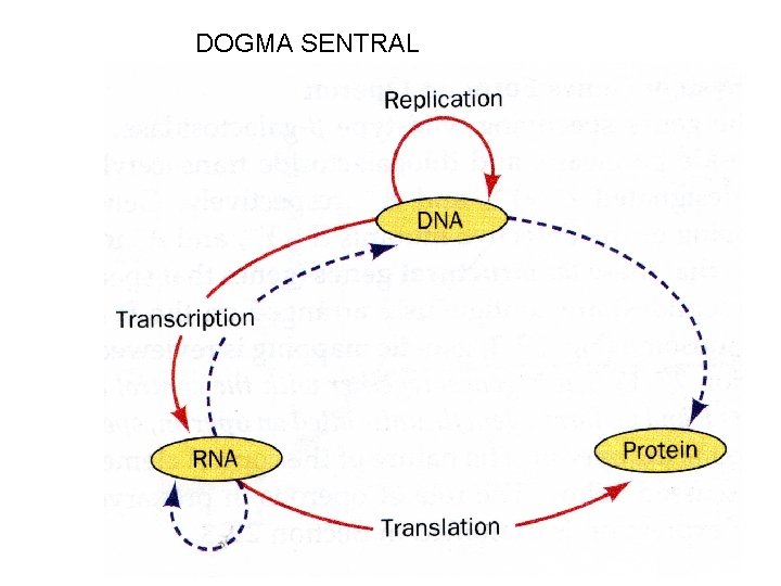 TRANSKRIPSI Biosintesis RNA DOGMA SENTRAL PRINSIP TRANSKRIPSI 1