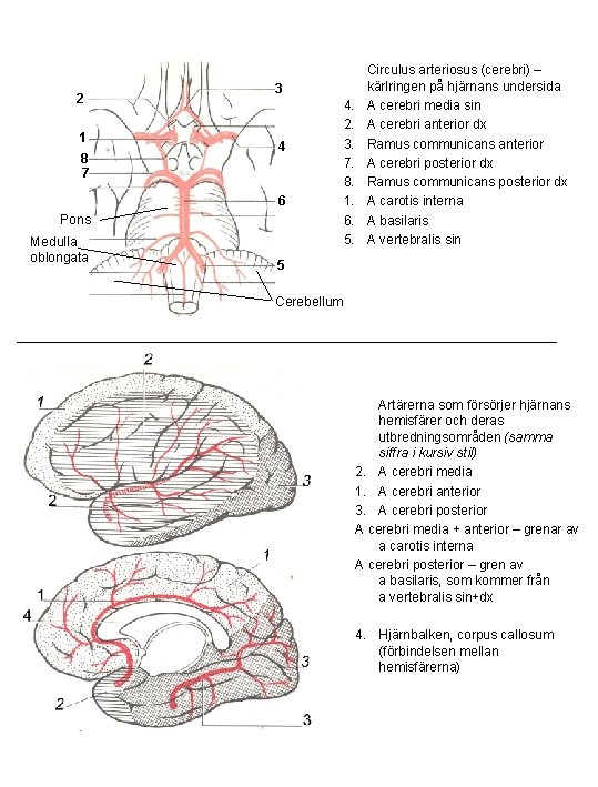 1 Gyrus precentralis 2 Gyrus 3 postcentralis 4