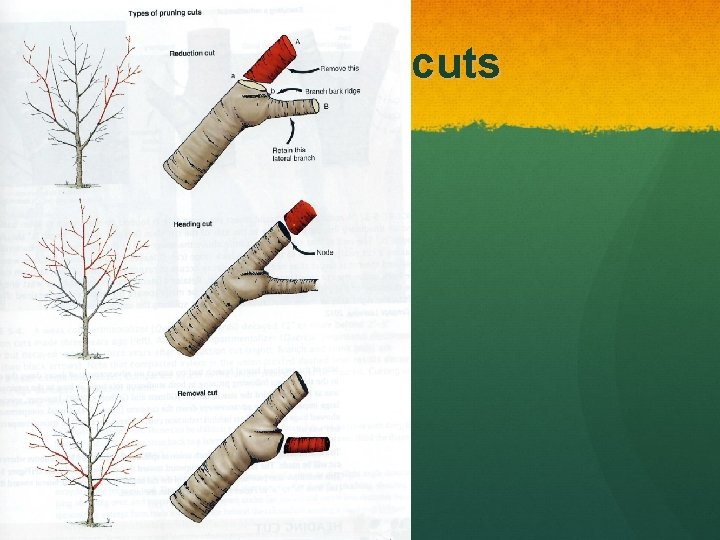 Pruning A short course MG Final Presentation Sheila