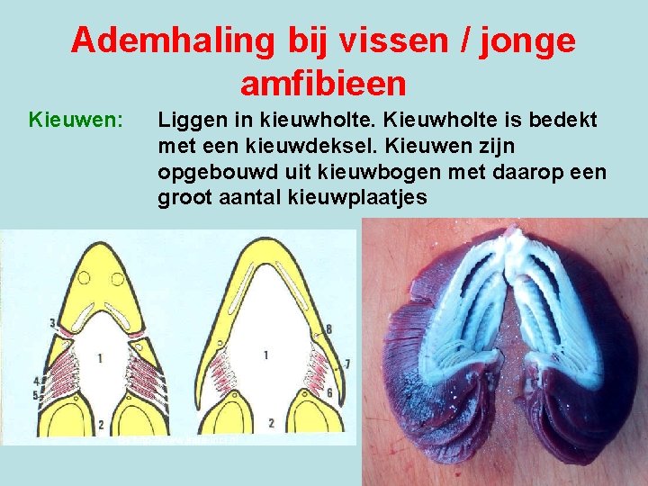 Verbranding en ademhaling Gezonde en ongezonde longen BS