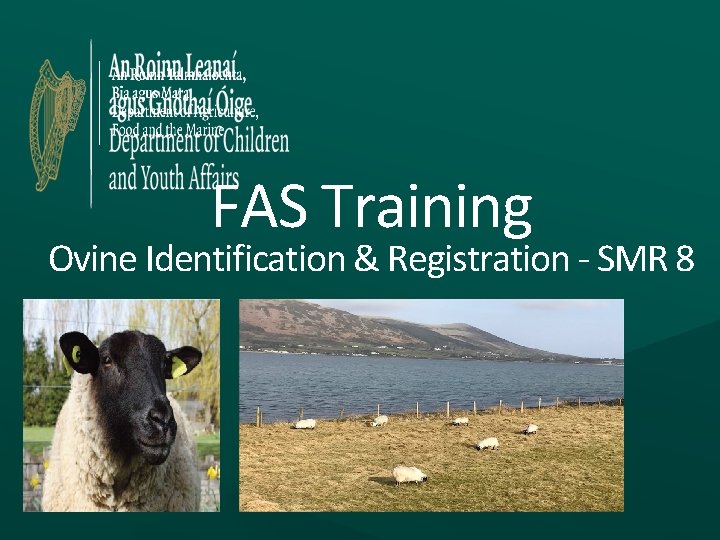 FAS Training Ovine Identification Registration SMR 8 Sheep