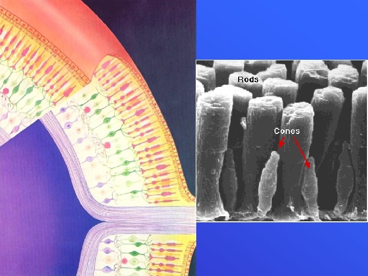 uvaj to kao oi u glavi OKO organ