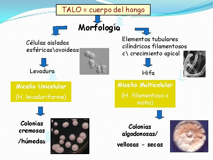 Hongos Generalidades Importancia ambiental participan en la cadena