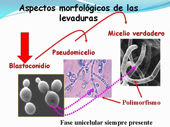 Hongos Generalidades Importancia ambiental participan en la cadena