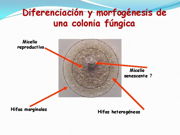 Hongos Generalidades Importancia ambiental participan en la cadena