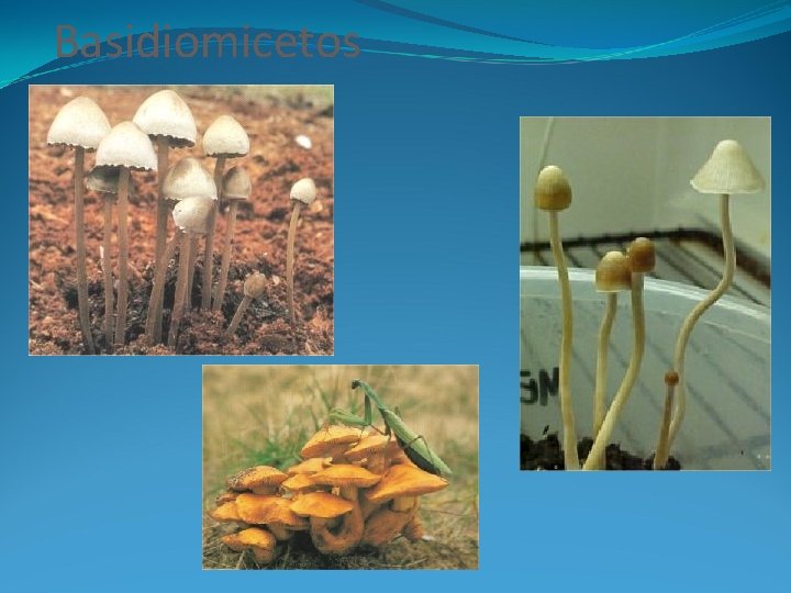 Hongos Generalidades Importancia ambiental participan en la cadena