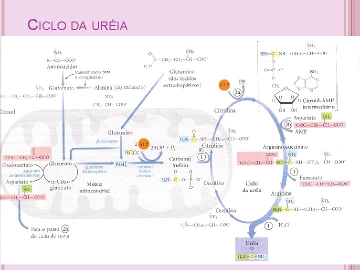 BIOSSINTESE E OXIDAO DE AMINOCIDOS CATABOLISMO DOS AMINOCIDOS