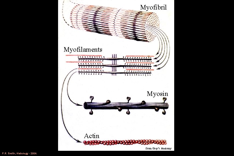 http endeavor med nyu edu Curriculum Histology Courseware