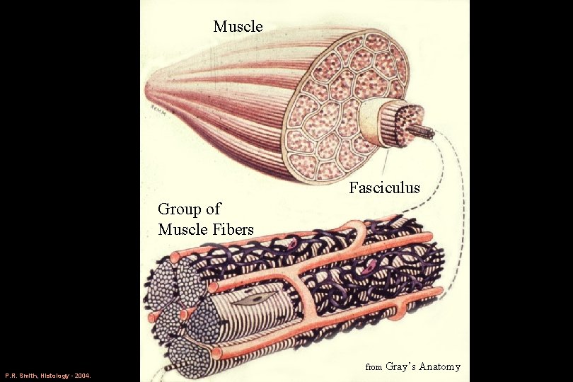 http endeavor med nyu edu Curriculum Histology Courseware