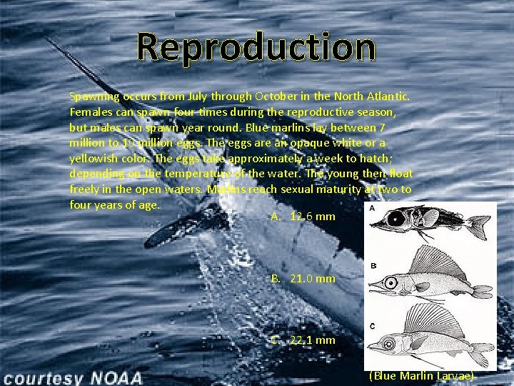 Blue Marlin By Garrett Lyons First Block May