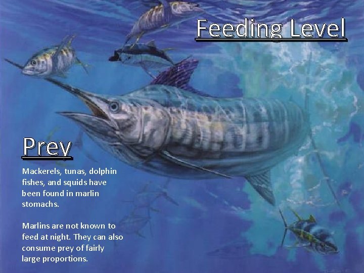 Blue Marlin By Garrett Lyons First Block May