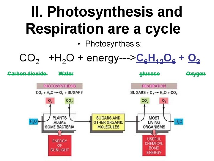 Essential Question How are the formula for photosynthesis