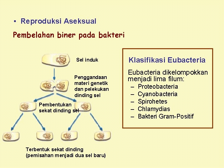 BAB 4 EUBACTERIA DAN ARCHAEBACTERIA POKOK BAHASAN Eubacteria