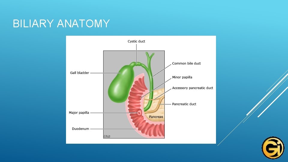 GALLSTONE DISEASE THE BIG PICTURE UNR ECHO PROJECT