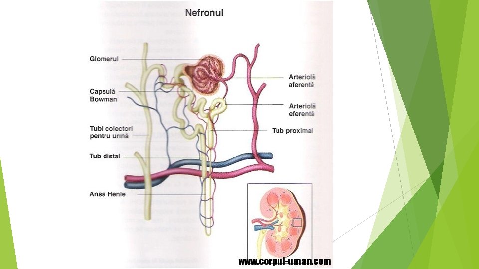 FIZIOLOGIA APARATULUI RENAL Rinichii au dou funcii majore