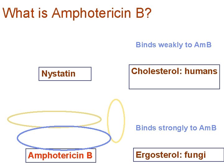 Studies on Amphotericin B Current Formulations and problems
