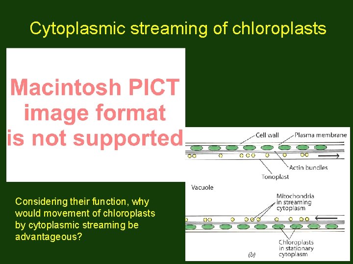 Chapter 2 BOT 3015 L Introduction to Autotrophs