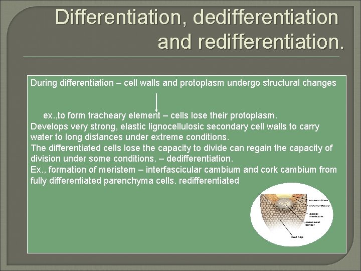 Growth differentiation development Development of matured plant from