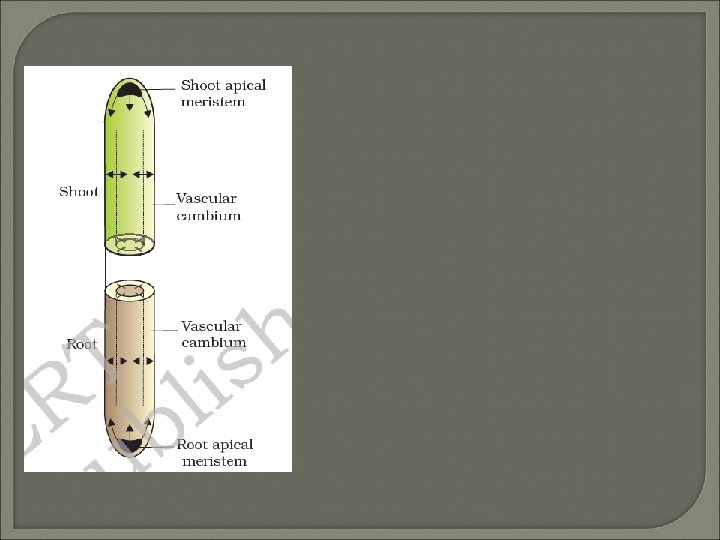 Growth differentiation development Development of matured plant from