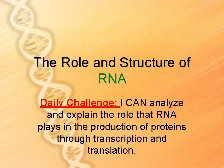 The Role and Structure of RNA Daily Challenge