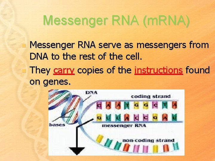 The Role and Structure of RNA Daily Challenge