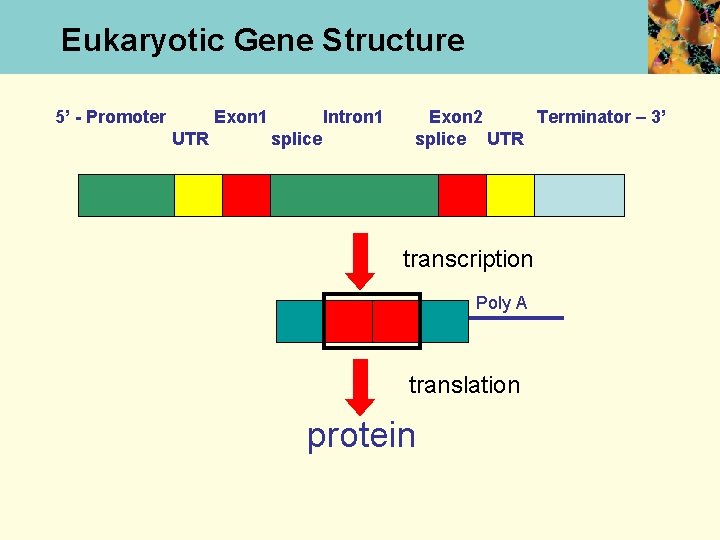 TRANSCRIPTIONSYNTHESIS OF RNA Dr Zakira Naureen Previously we