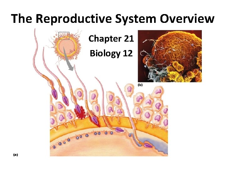 The Reproductive System Overview Chapter 21 Biology 12