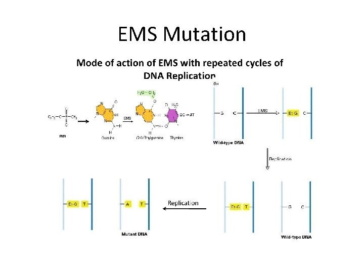 embryonic development in the fruit fly John Noto