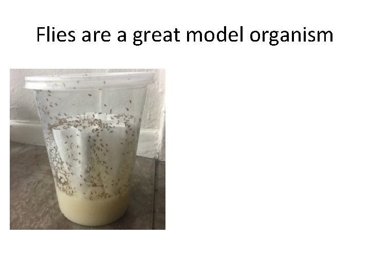 embryonic development in the fruit fly John Noto