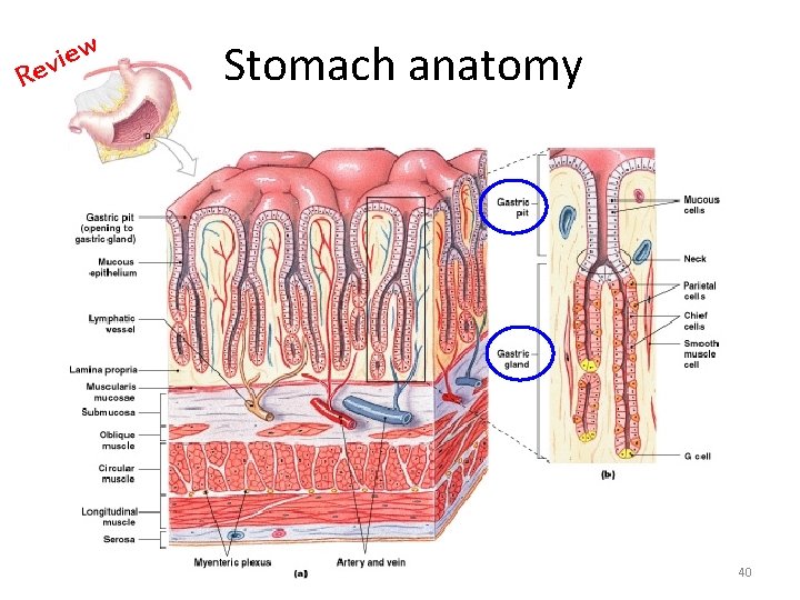 What does the stomach do Think about it