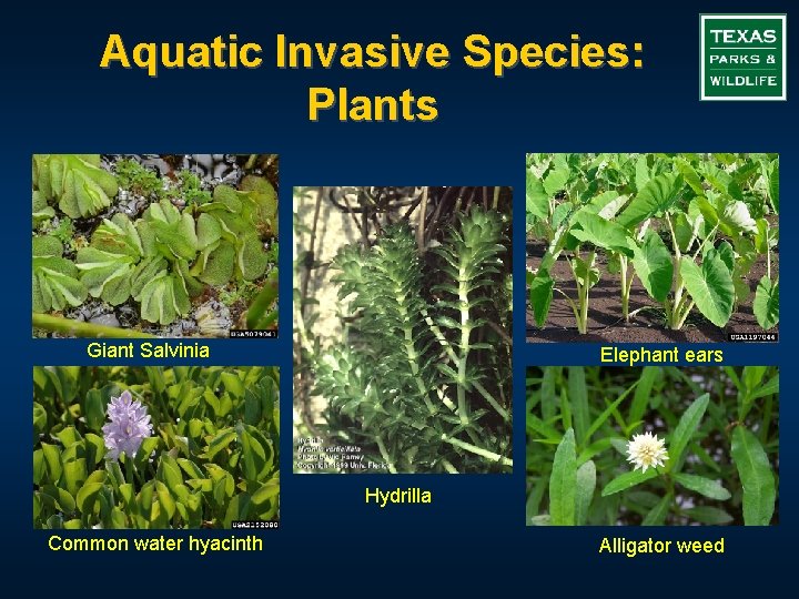 Aquatic Invasive Species Invasive Species Public Awareness Campaign