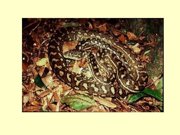 The Kunia Rocks An Aboriginal Dreaming Story Long