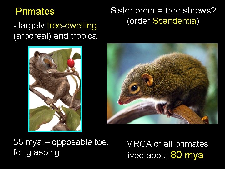 Primates mammal order with about 185 spp out