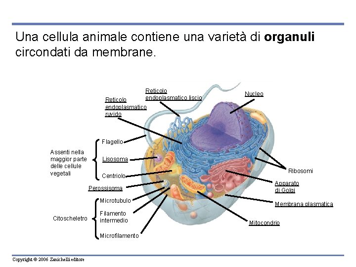 La cellula Copyright 2006 Zanichelli editore Introduzione al