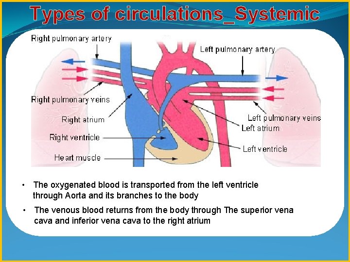 Cardiovascular System BY Prof Nabil A Hasan Outline