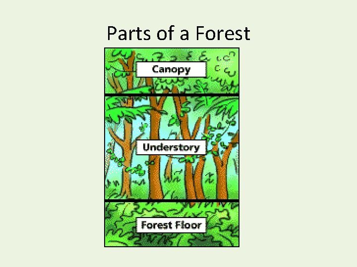 Forests Importance Wildlife habitat Soil Erosion Wind block